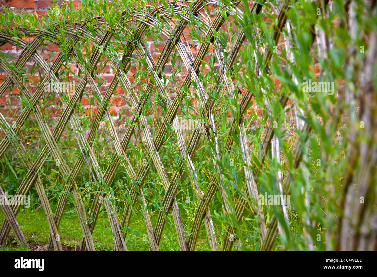 Willow fedge hi-res stock photography and images - Alamy