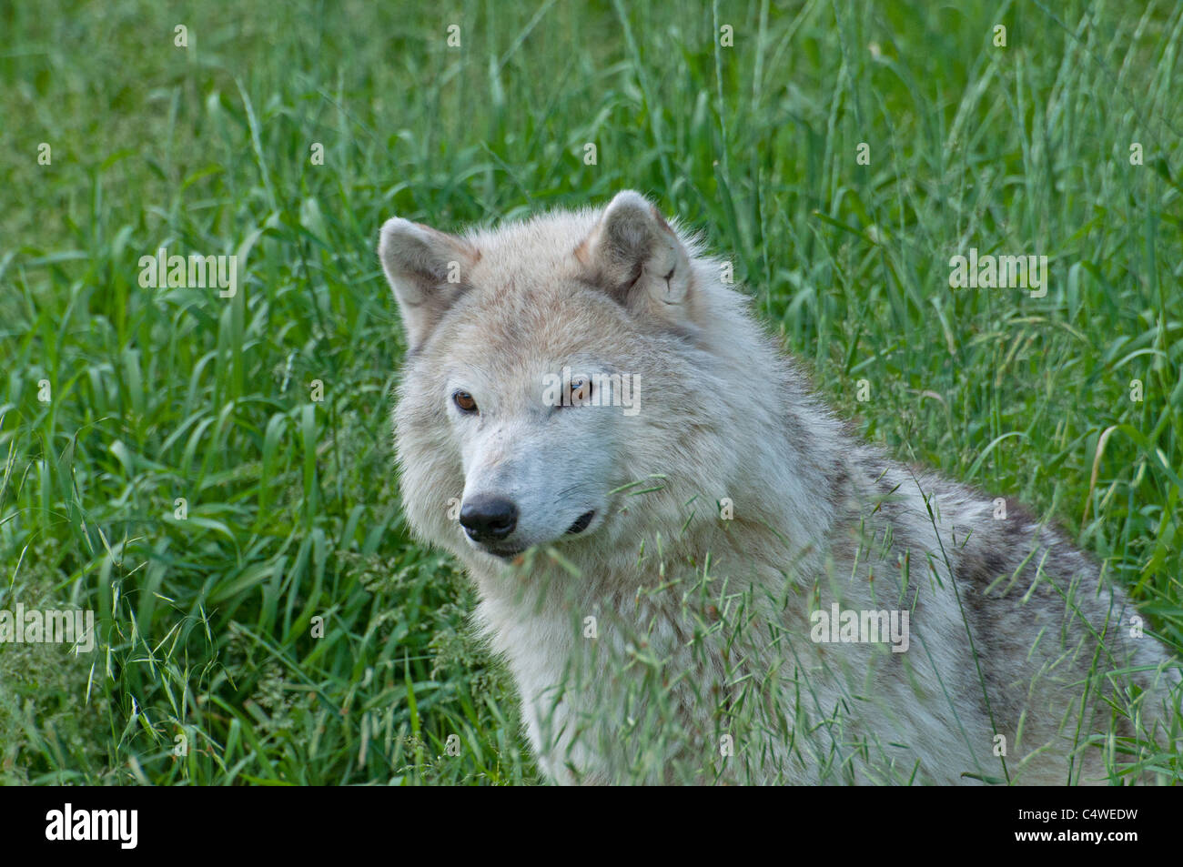 Timber wolf in summer hi-res stock photography and images - Alamy