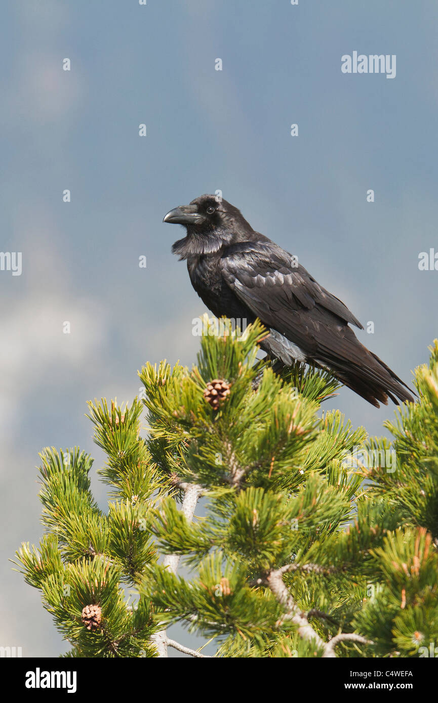 Common raven (corvus corax) Pyrenees, Spain Stock Photo - Alamy