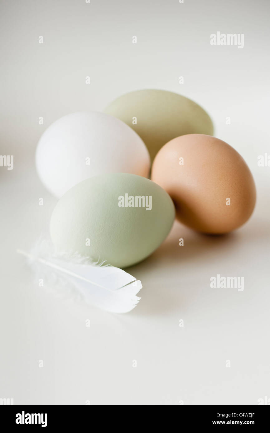Animal egg hi-res stock photography and images - Alamy
