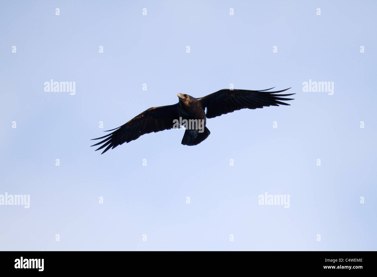 Raven corvus corax in flight hi-res stock photography and images - Alamy