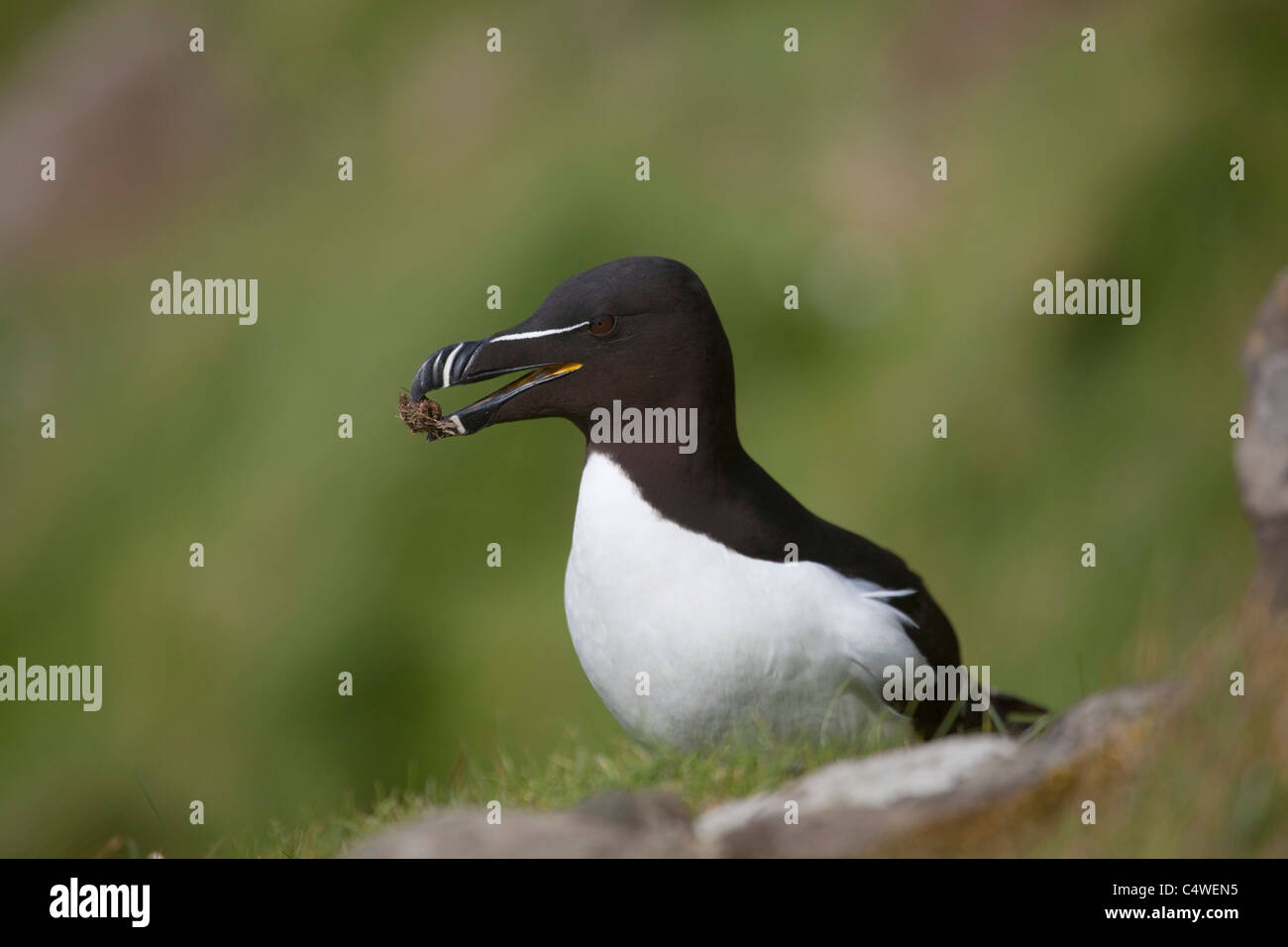 Mull soil hi-res stock photography and images - Alamy