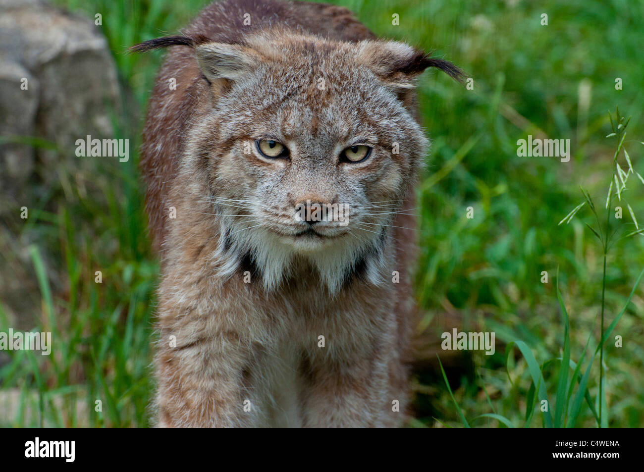 A canadian lynx hi-res stock photography and images - Alamy