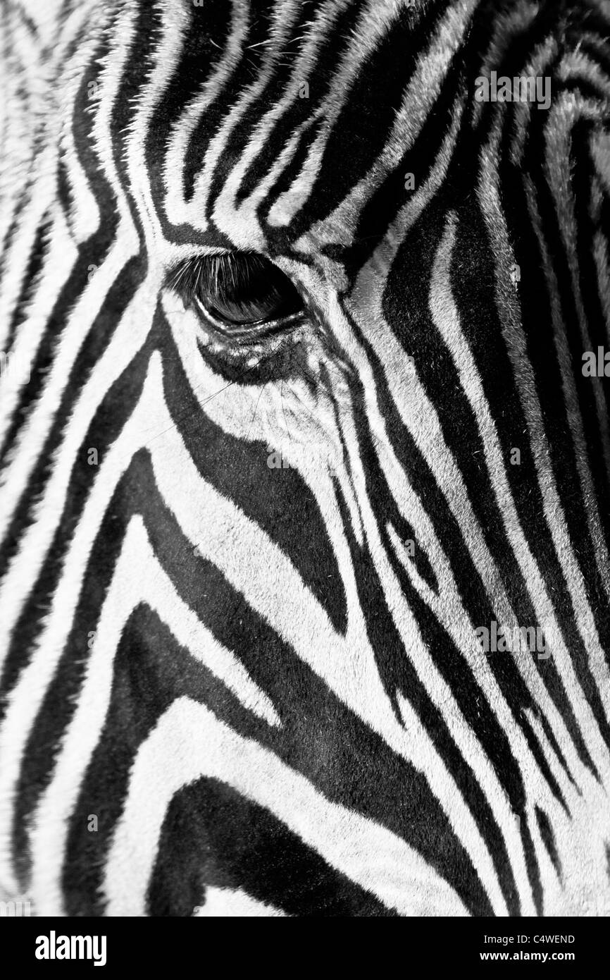 Portrait of Zebra's head Stock Photo - Alamy
