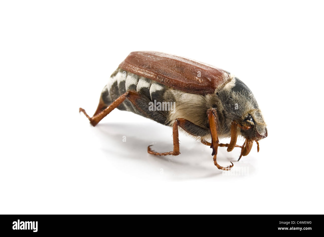 White beetle hi-res stock photography and images - Alamy