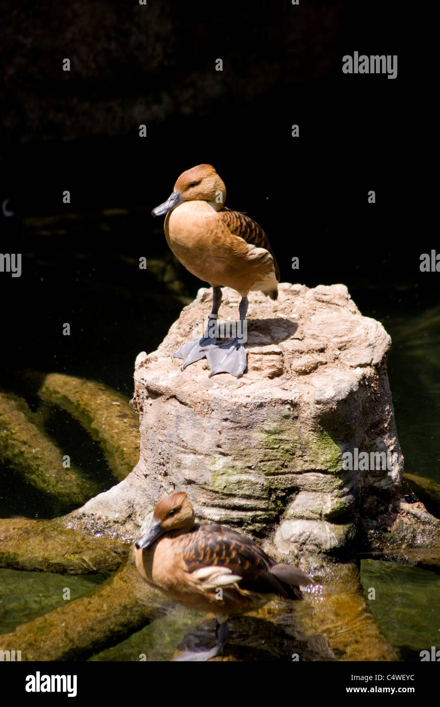African shelducks hi-res stock photography and images - Alamy