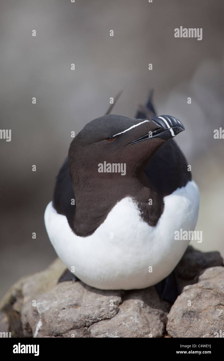 Razorbill beak hi-res stock photography and images - Alamy