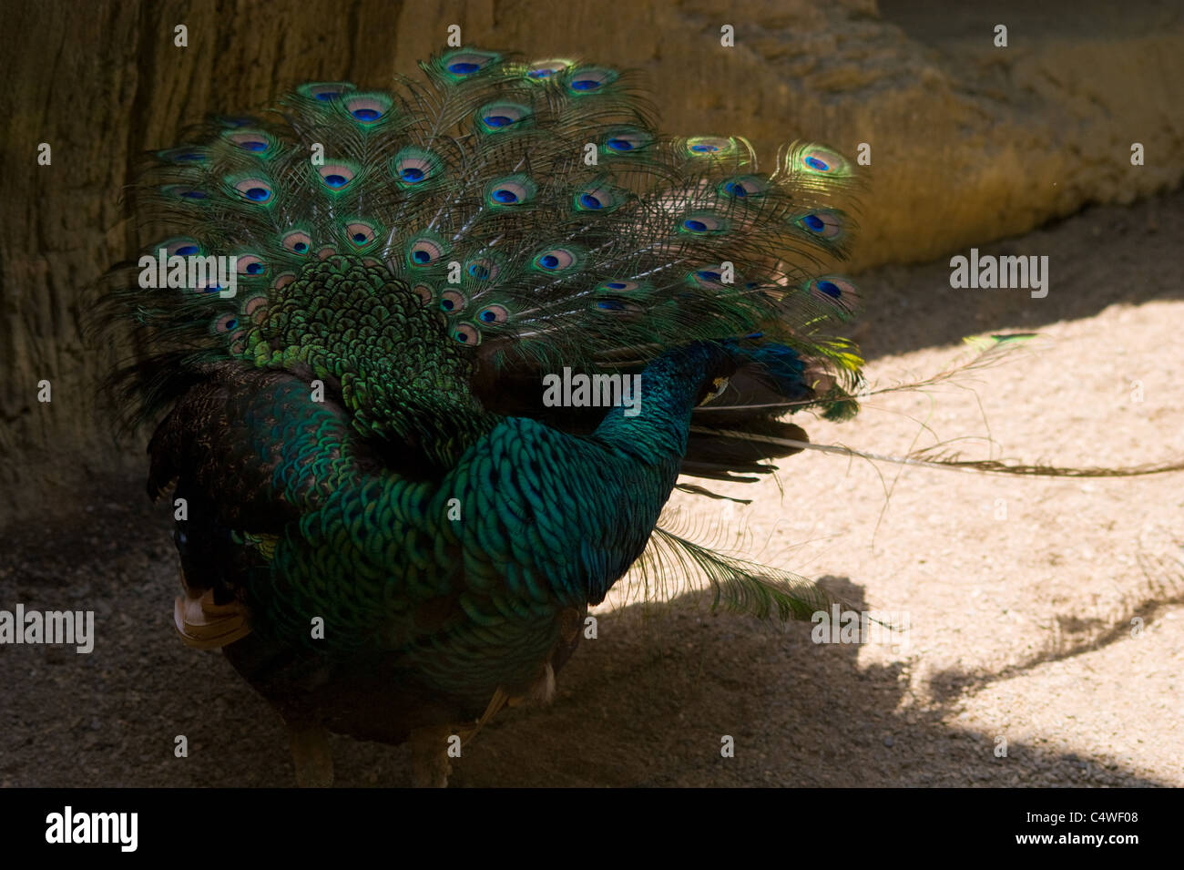 PEACOCK WITH TAIL SPREAD PREENING Stock Photo - Alamy