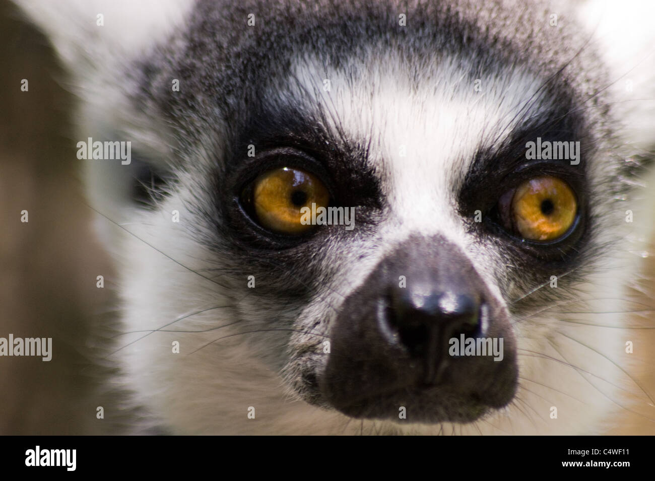 FACE VIEW OF RING TAILED MADAGASCAR LEMUR WITH BEAUTIFUL YELLOW EYES ...