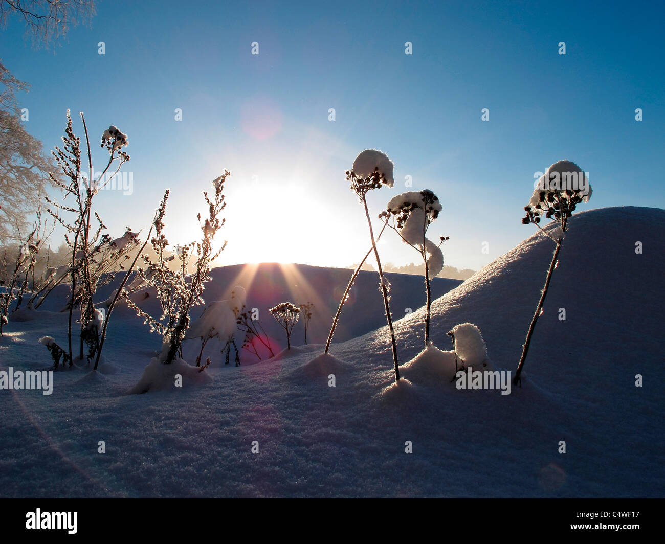 Grasses winter hi-res stock photography and images - Alamy