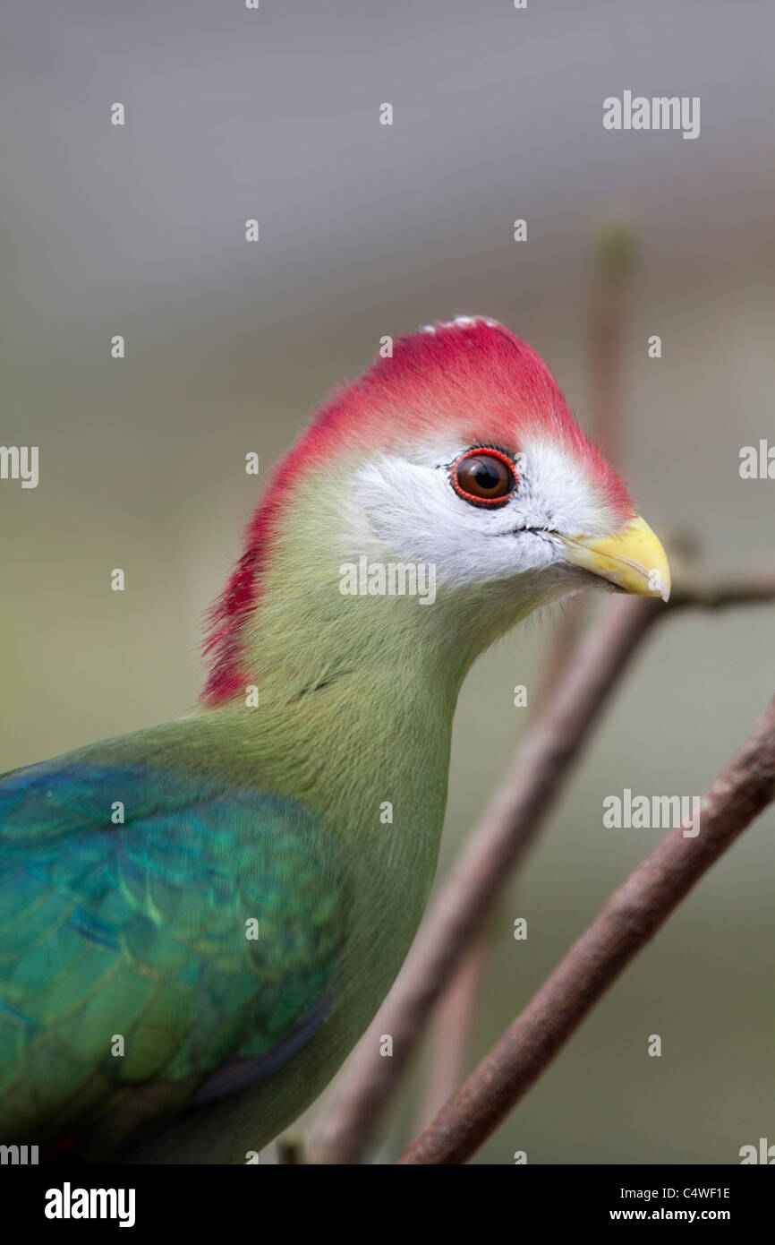 Red crested turaco hi-res stock photography and images - Alamy