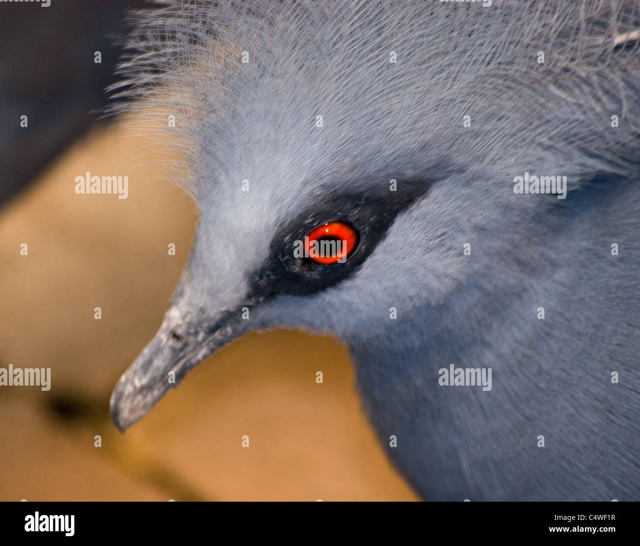 The Western Crowned Pigeon, also known as the Common Crowned Pigeon or ...