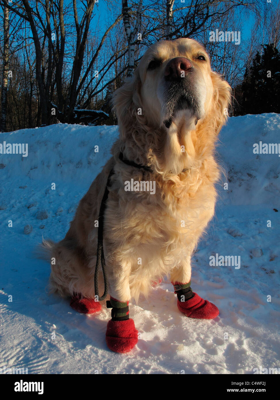 Ice on dog hi-res stock photography and images - Alamy