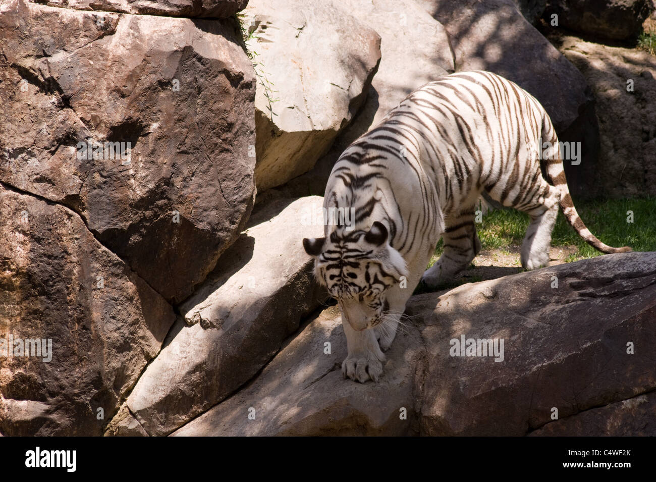 White tigers are a color morph of any subspecies of tiger whose fur is ...