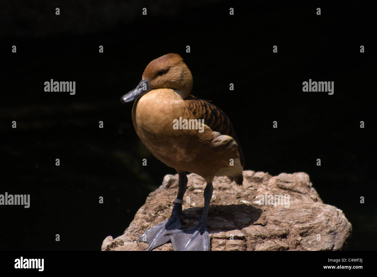 Cape Shelduck or South African Shelduck, Tadorna cana Stock Photo - Alamy