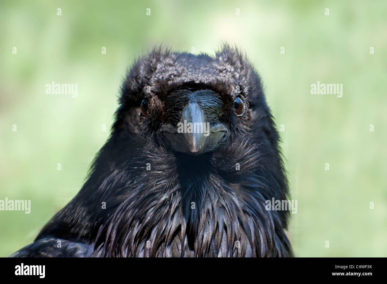 Close-up of a Common Raven Stock Photo - Alamy