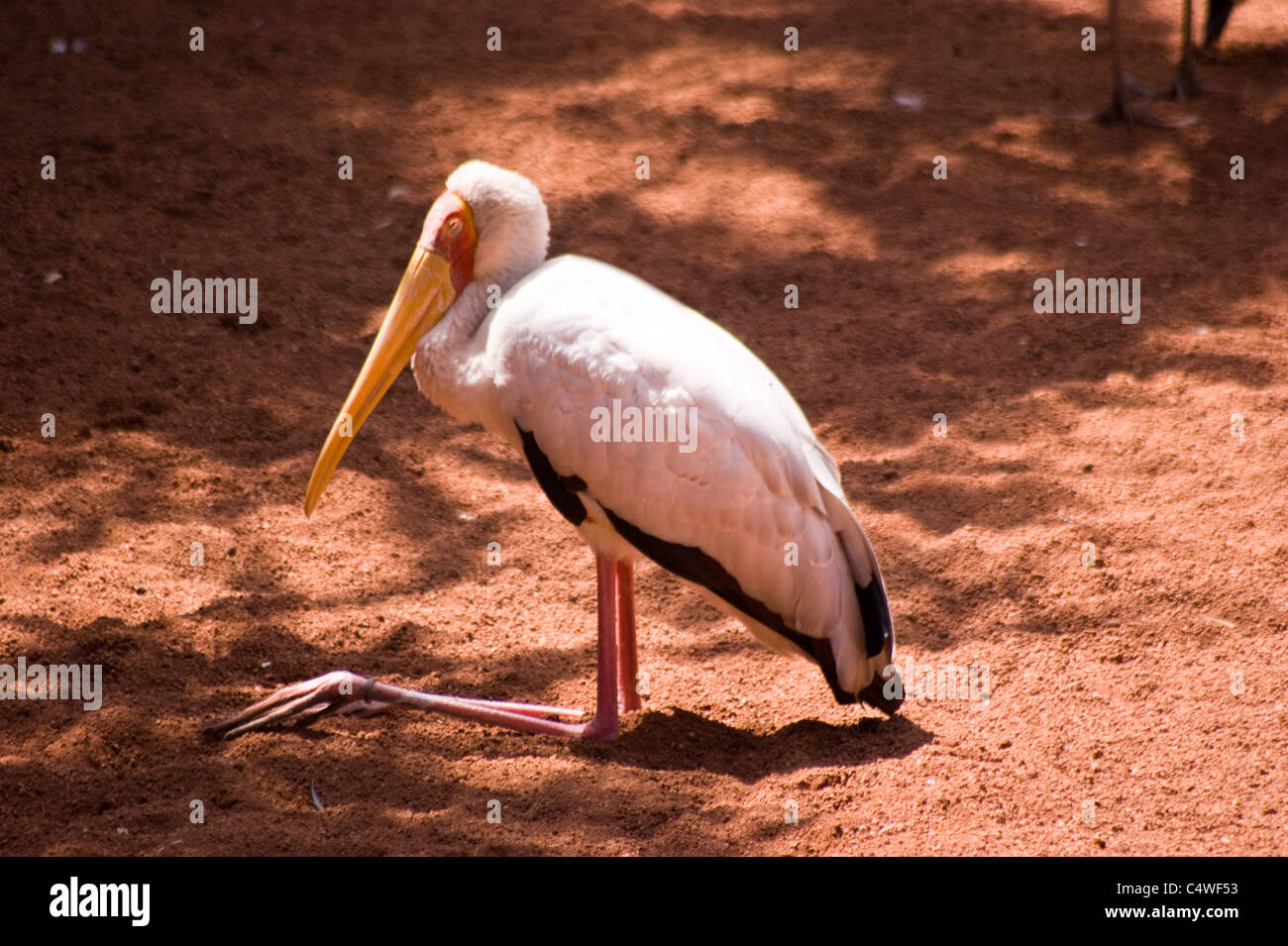 AN AFRICAN YELLOW BILLED STORK BIRD CROUCHING IN THE SAND Stock Photo ...