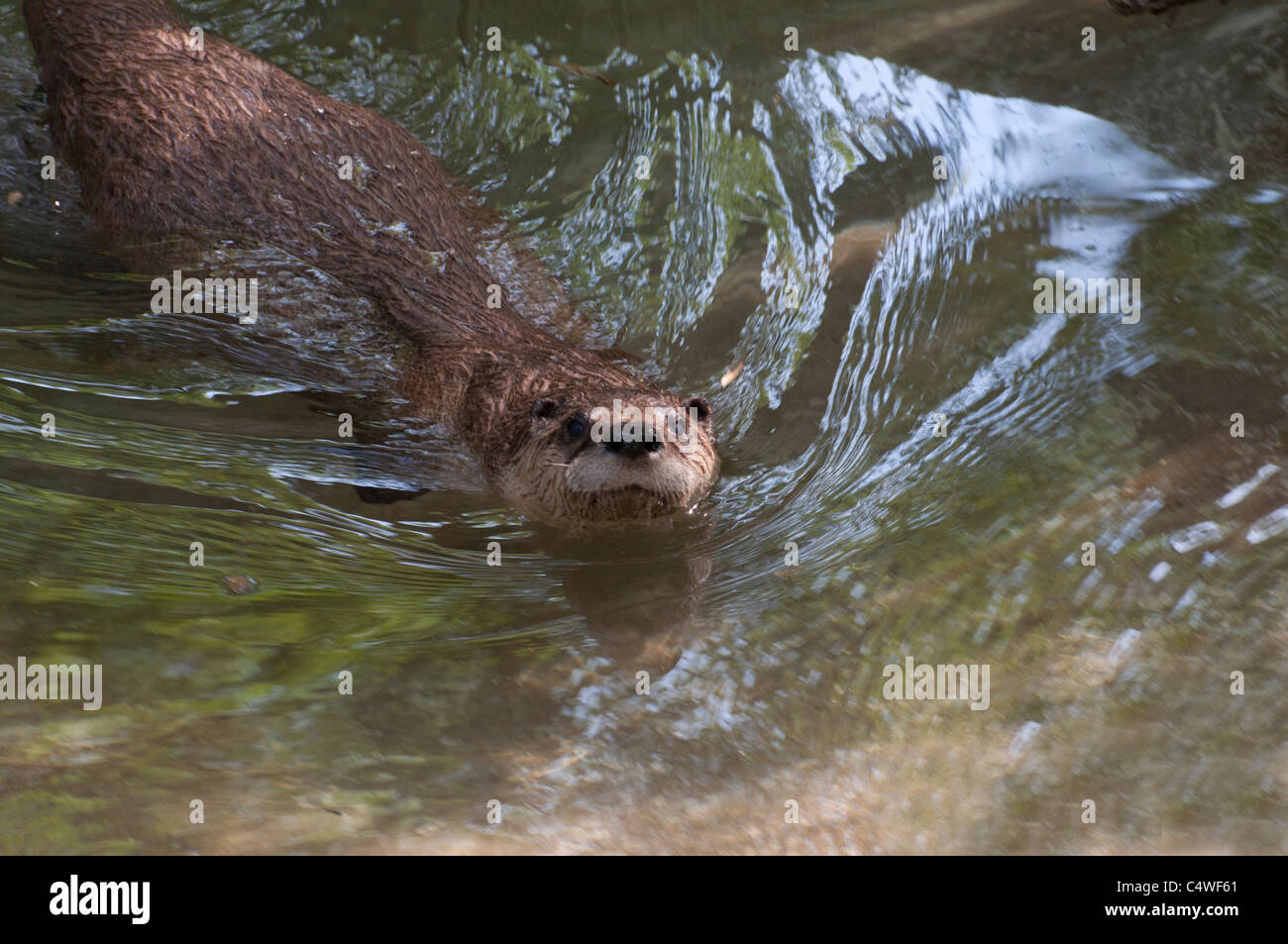 A swimming Otter Stock Photo - Alamy