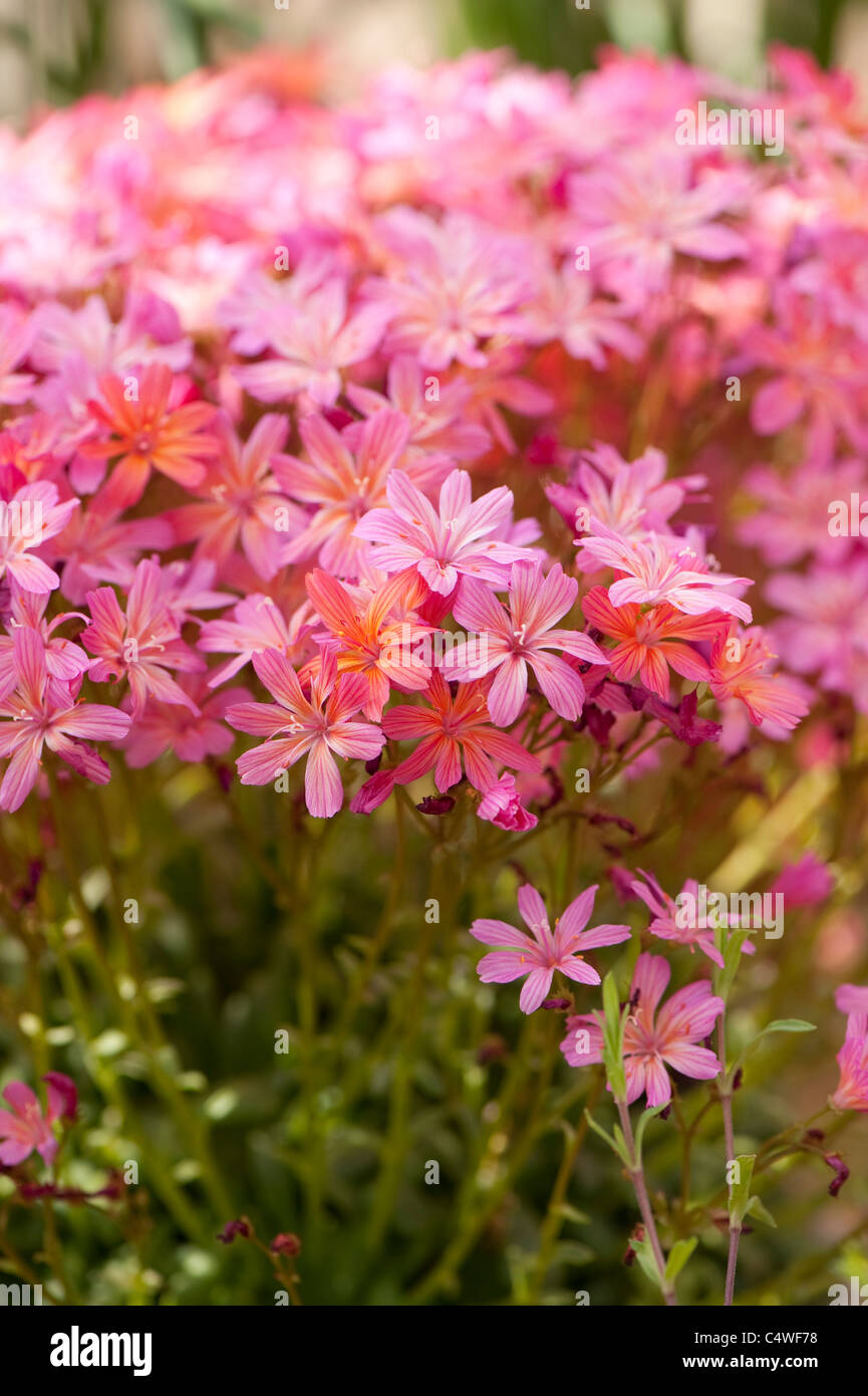 Lewisia columbiana hybrid Stock Photo - Alamy