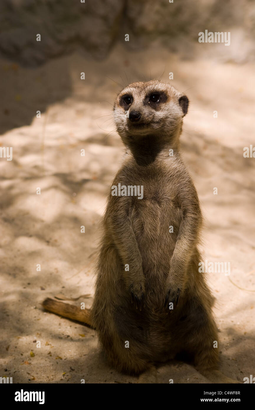 CURIOUS MEERKAT SITTING AND WATCHING Stock Photo - Alamy