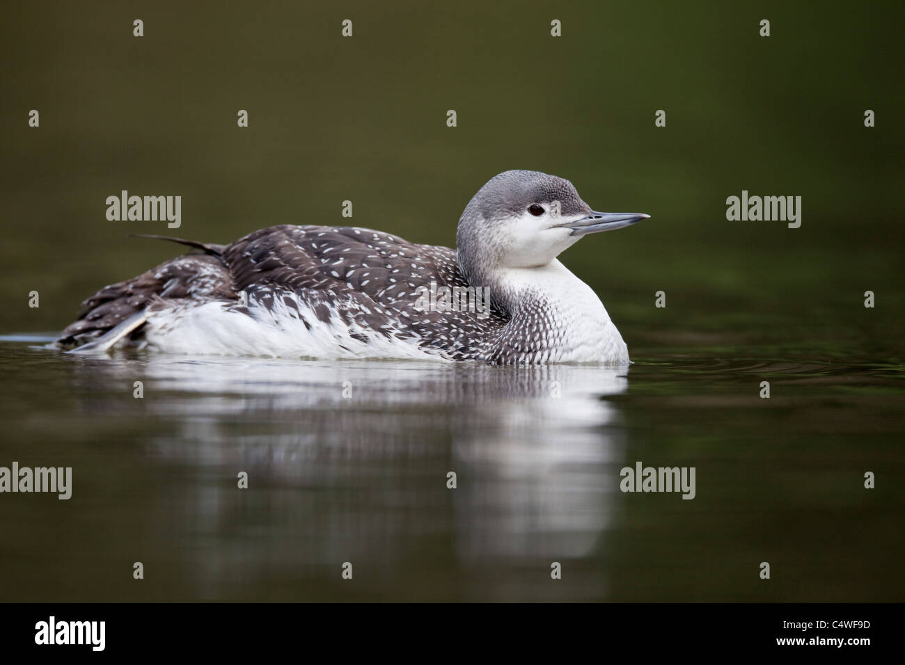 Red throated diver winter hi-res stock photography and images - Alamy