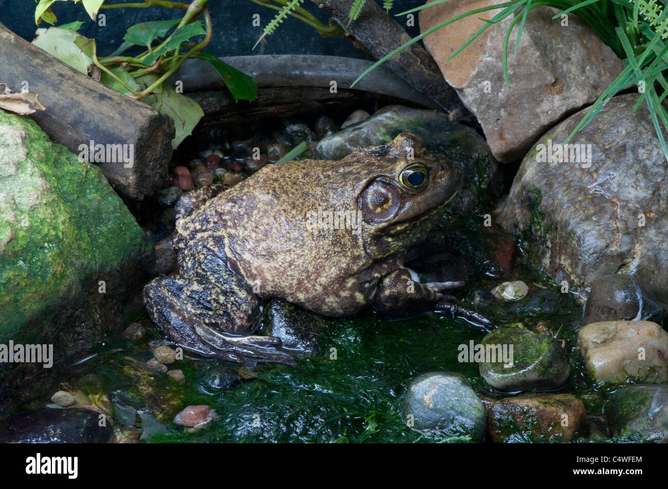 A view of an American Bullfrog Stock Photo - Alamy