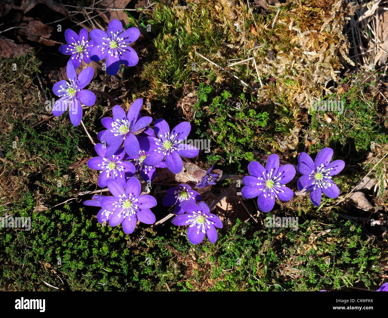 Scandinavia spring hi-res stock photography and images - Alamy