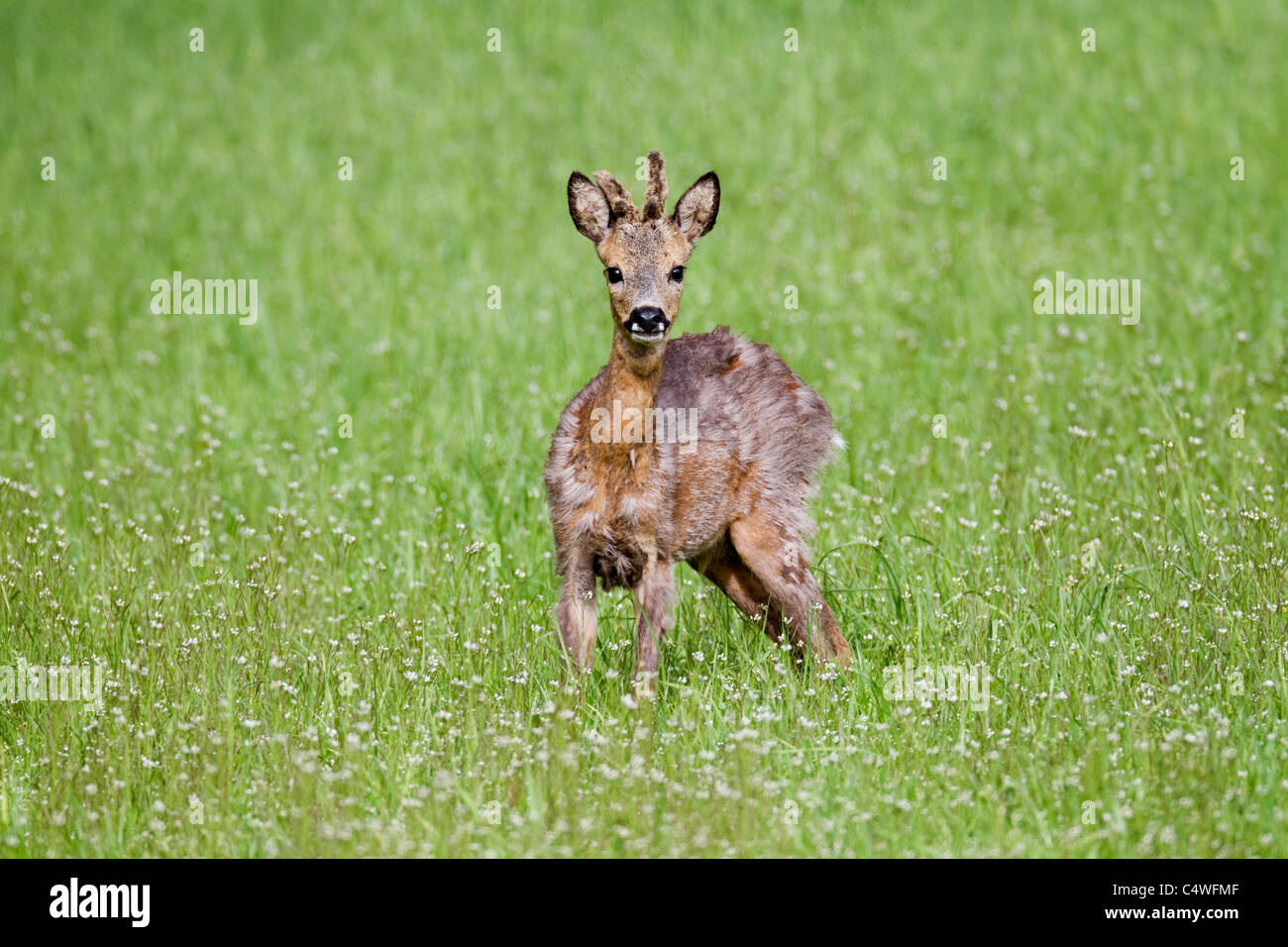 Capreolus capreolus hi-res stock photography and images - Alamy