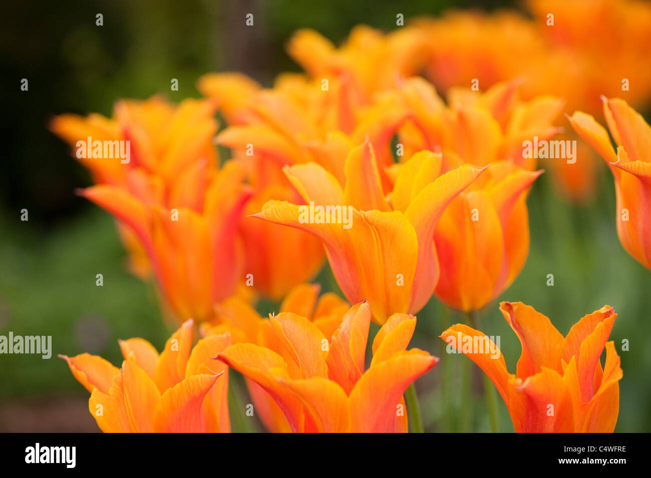 Tulipa ‘Ballerina’, Lily-Flowered Tulips in flower Stock Photo - Alamy