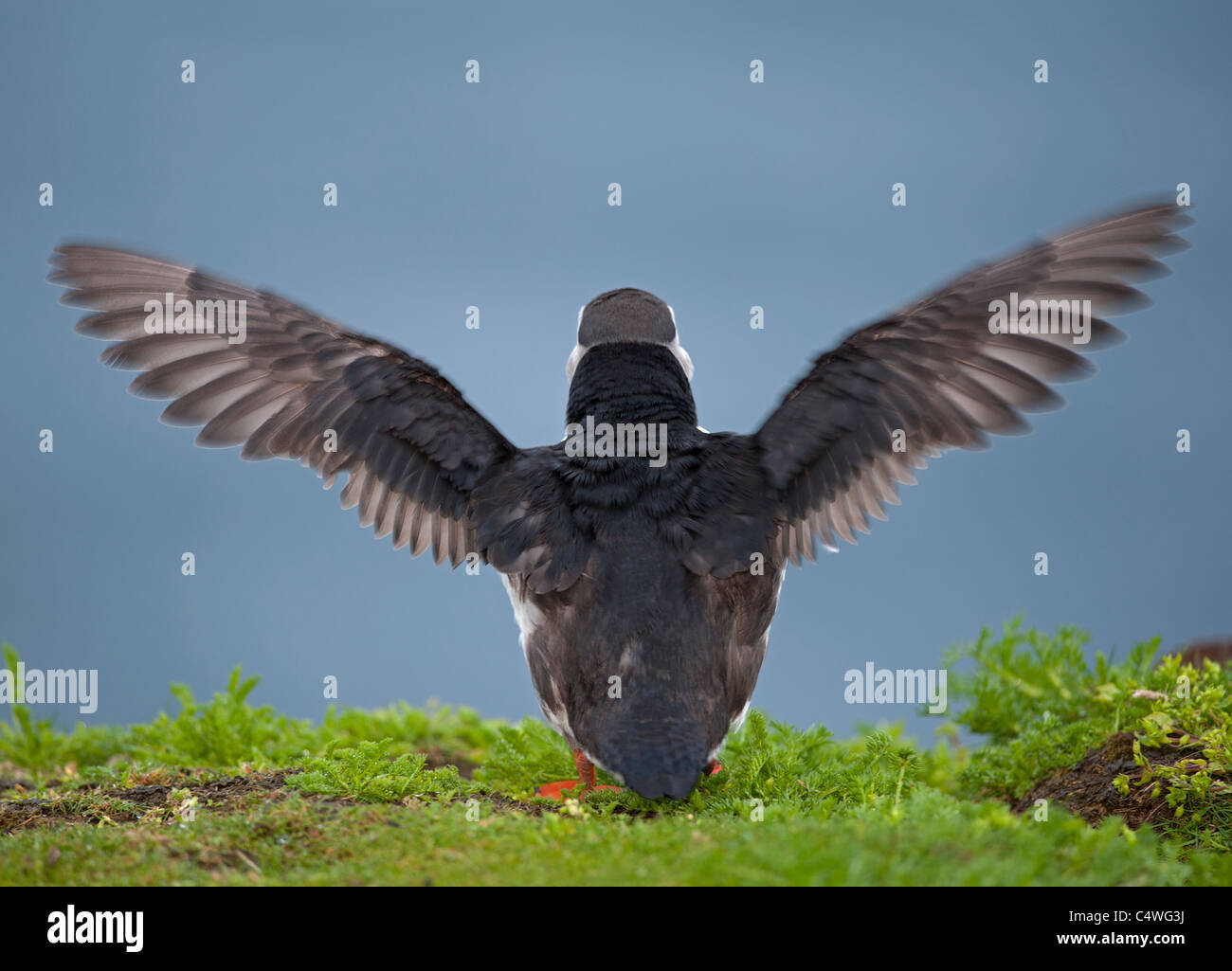 Atlantic Puffin Fratercula arctica Sumburgh Head Breeding July Shetland ...