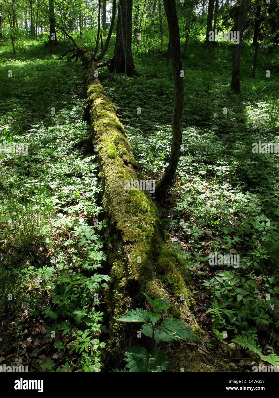 Archipelago national park finland hi-res stock photography and images ...