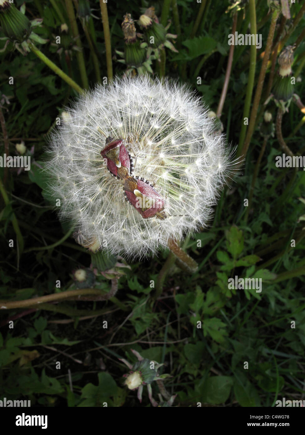 Spring bugs hi-res stock photography and images - Alamy