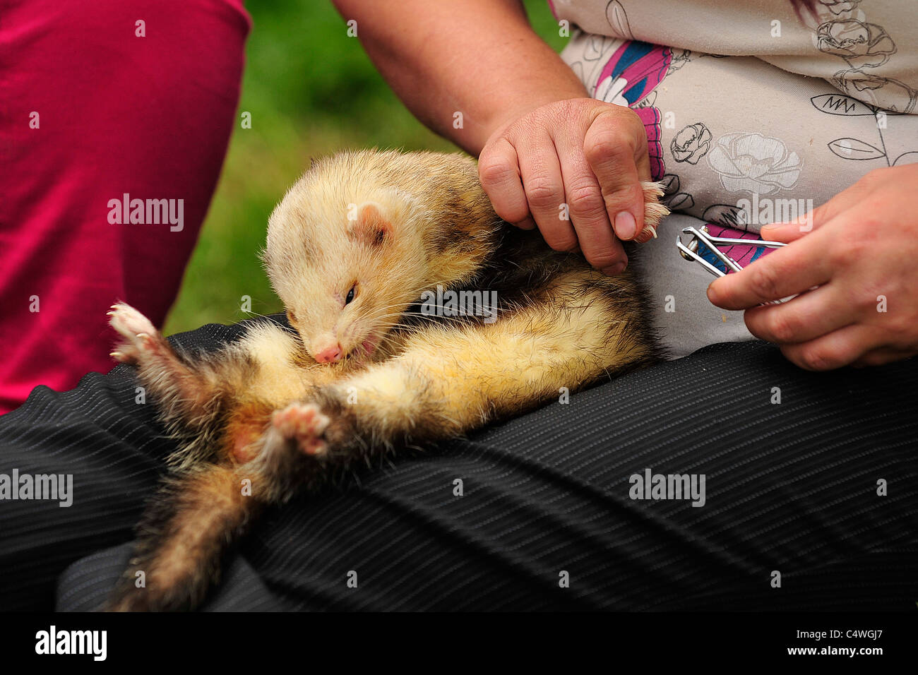 Prize ferret hi-res stock photography and images - Alamy