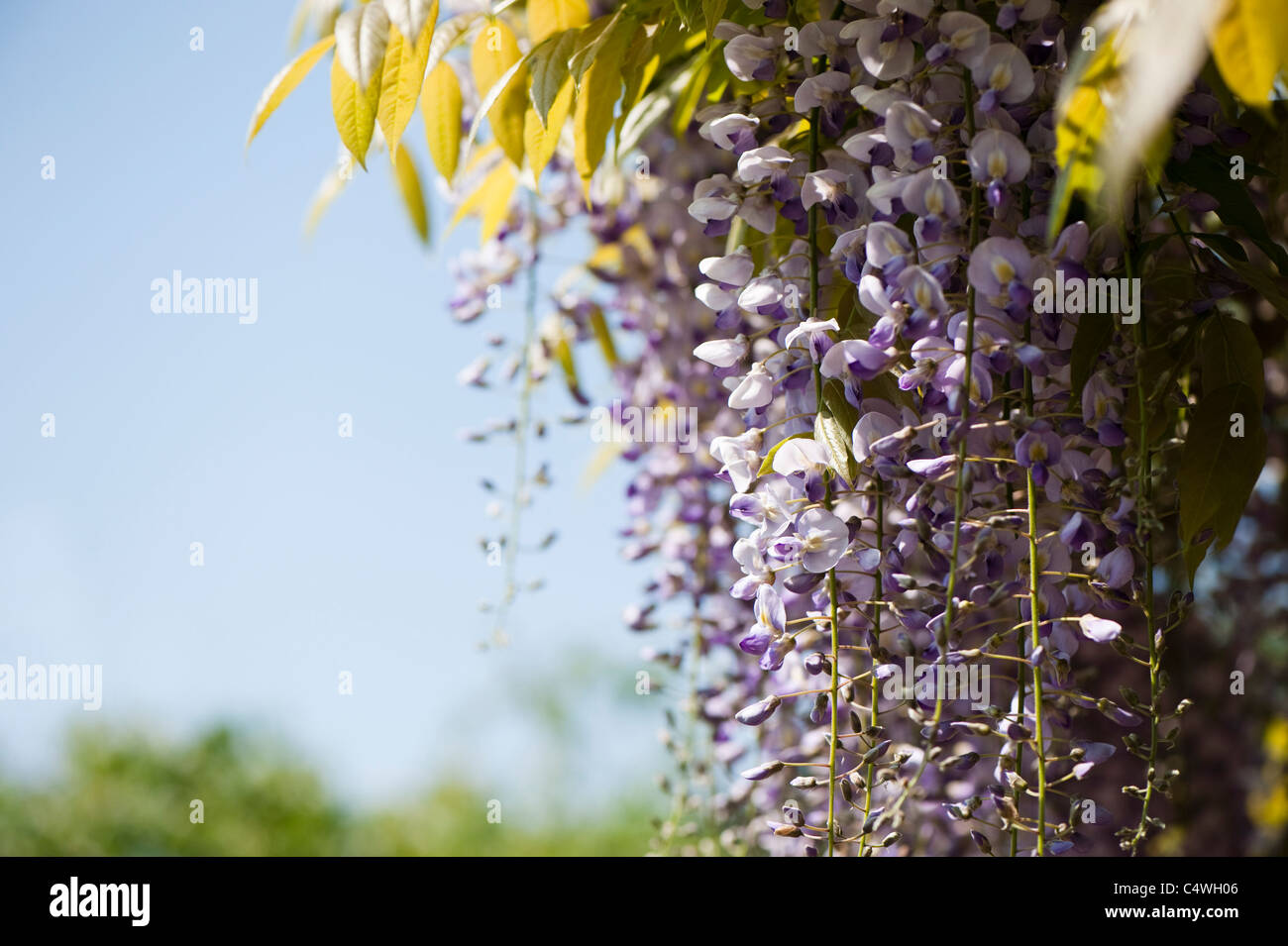 Wisteria floribunda ‘Multijuga’ in flower Stock Photo - Alamy