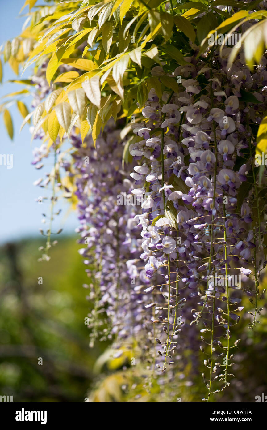 Wisteria floribunda multijuga hi-res stock photography and images - Alamy