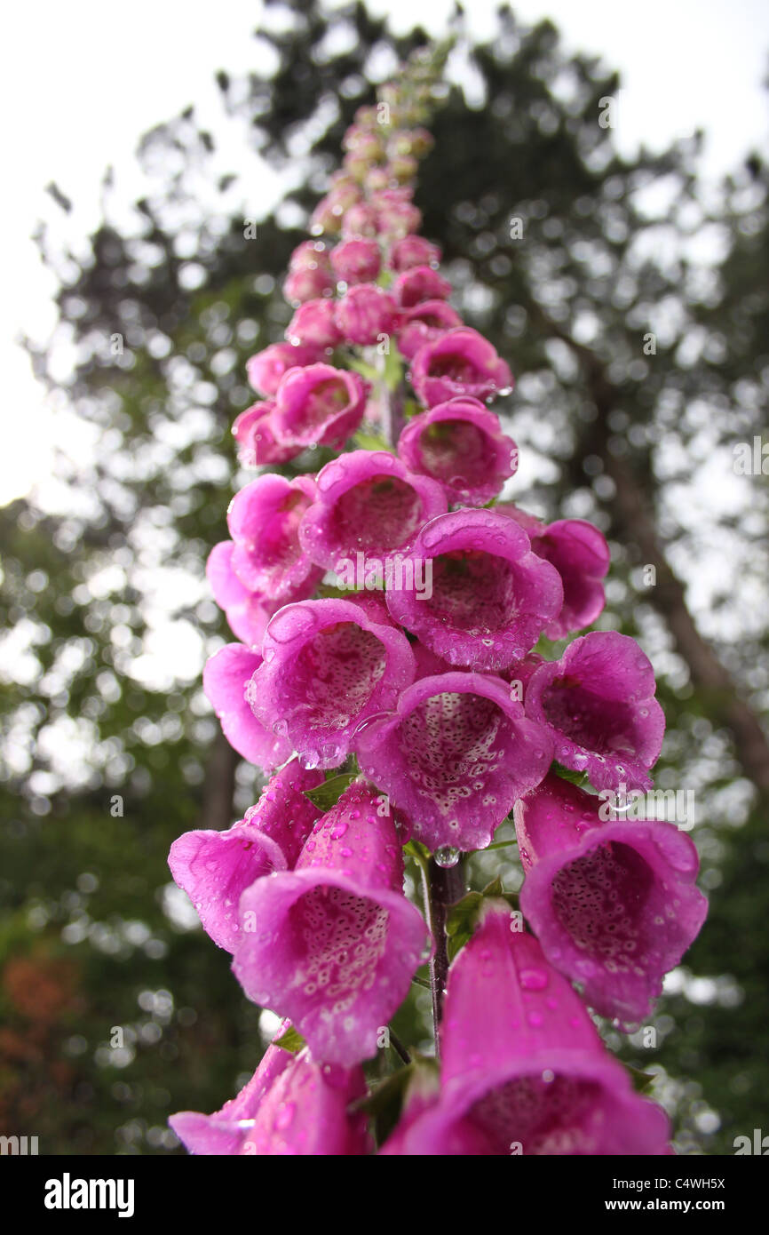 purple foxglove flowers Stock Photo - Alamy