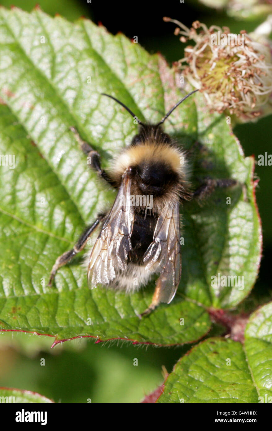 Barbut's Cuckoo Bumblebee, Bombus barbutellus, Apidae, Hymenoptera ...