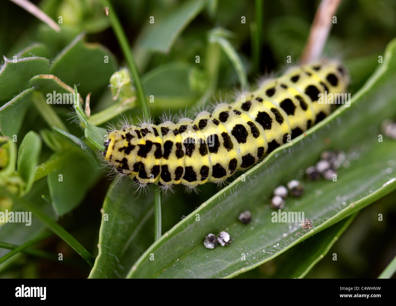 Caterpillar of a Six-spot Burnet Moth, Zygaena filipendulae Stock Photo ...