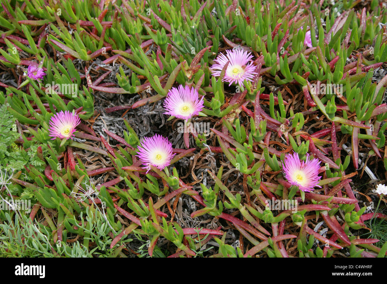 Hottentot Fig, Highway Ice Plant, Sour Fig or Pigface, Carpobrotus ...