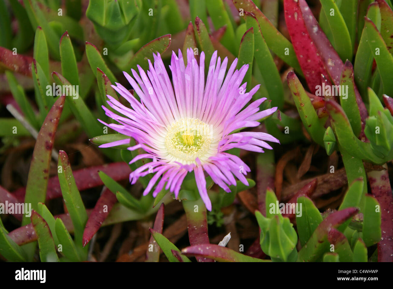 Hottentot Fig, Highway Ice Plant, Sour Fig or Pigface, Carpobrotus ...
