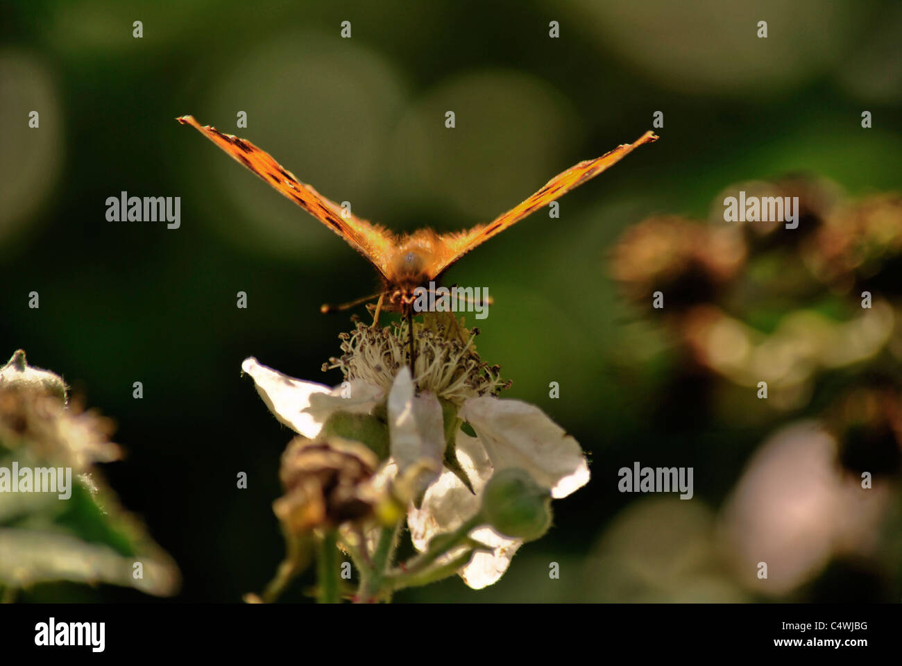 Butterfly nature norfolk hi-res stock photography and images - Alamy