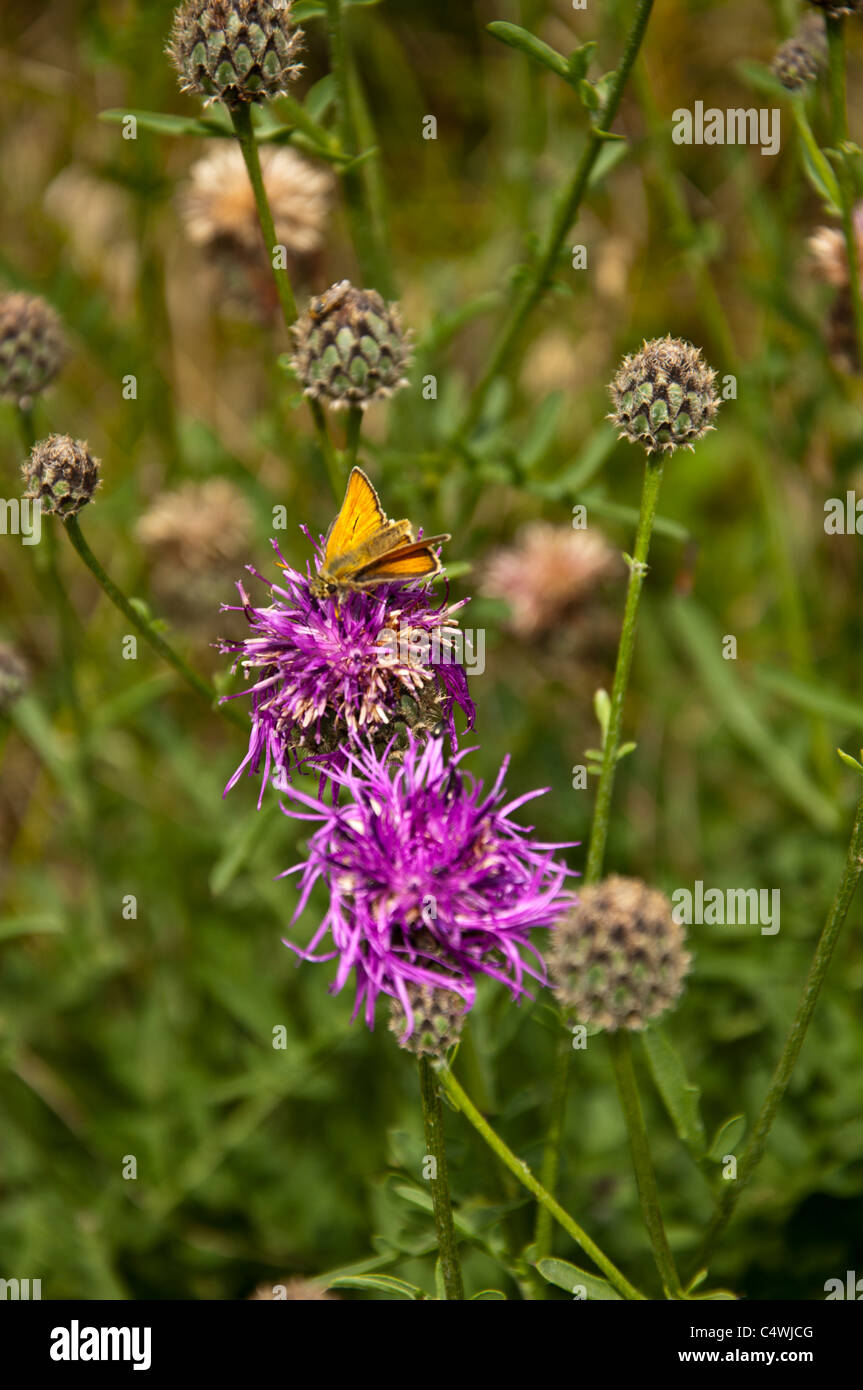 Larger skipper Moth butterfly Ochlodes venatus on Common Knapweed ...