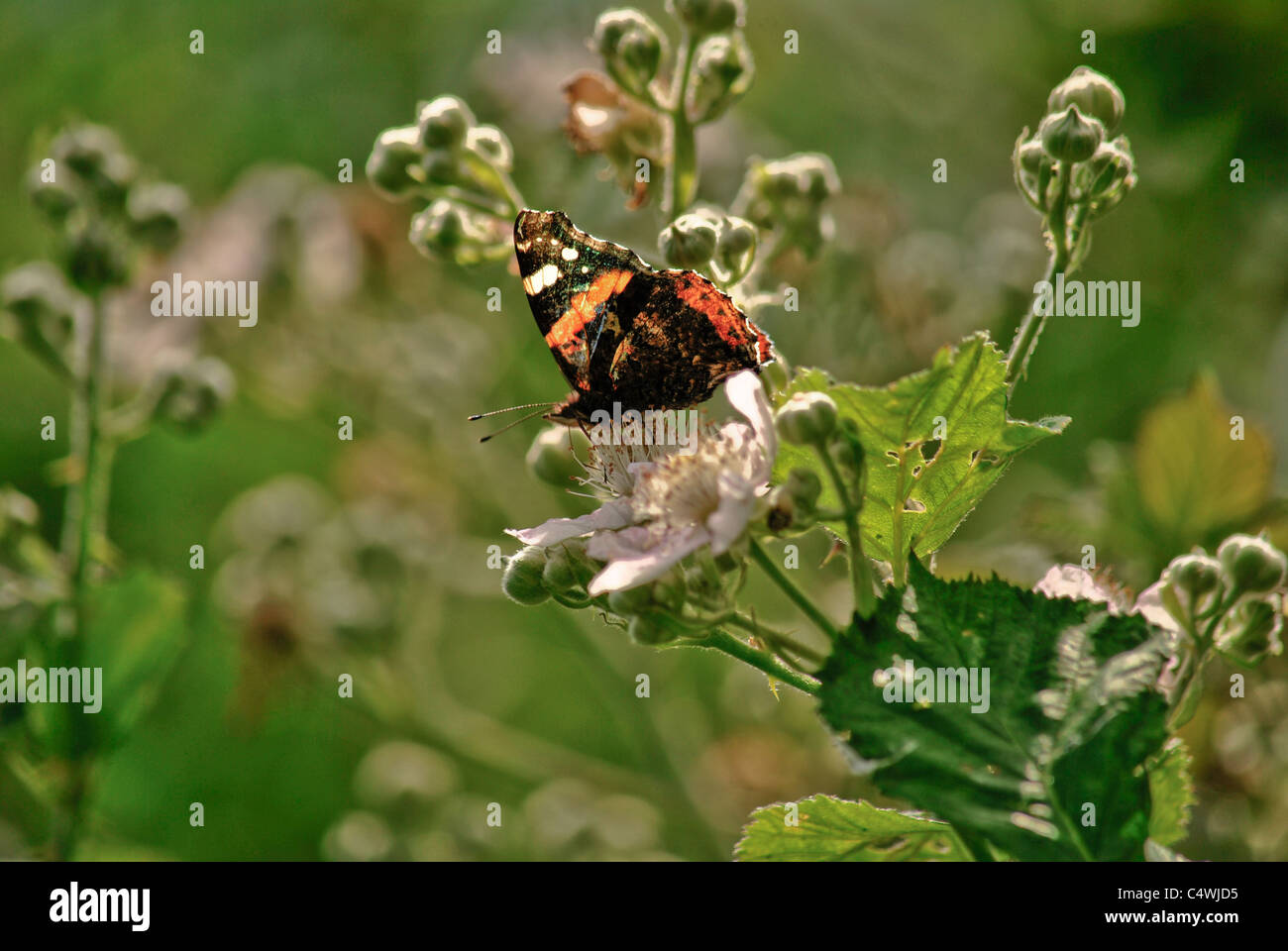Butterfly nature norfolk hi-res stock photography and images - Alamy