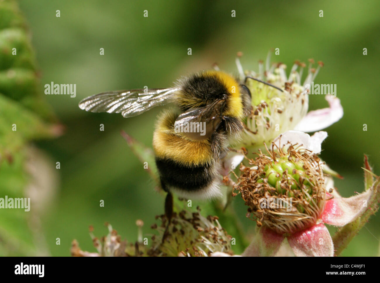 Garden Bumblebee, Bombus hortorum, Apinae, Apidae, Apoidea, Apocrita ...