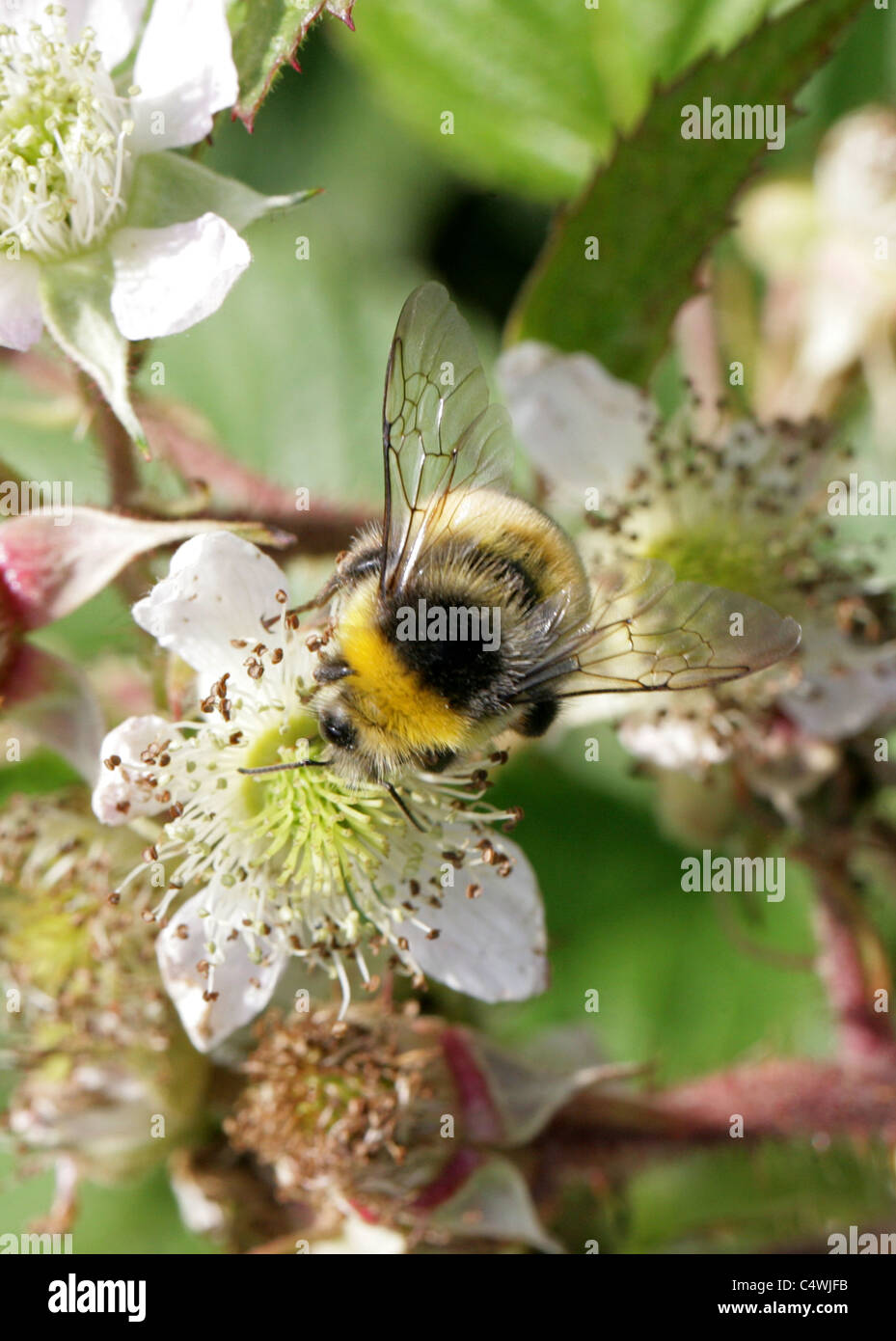 Bombus hortorum hi-res stock photography and images - Alamy
