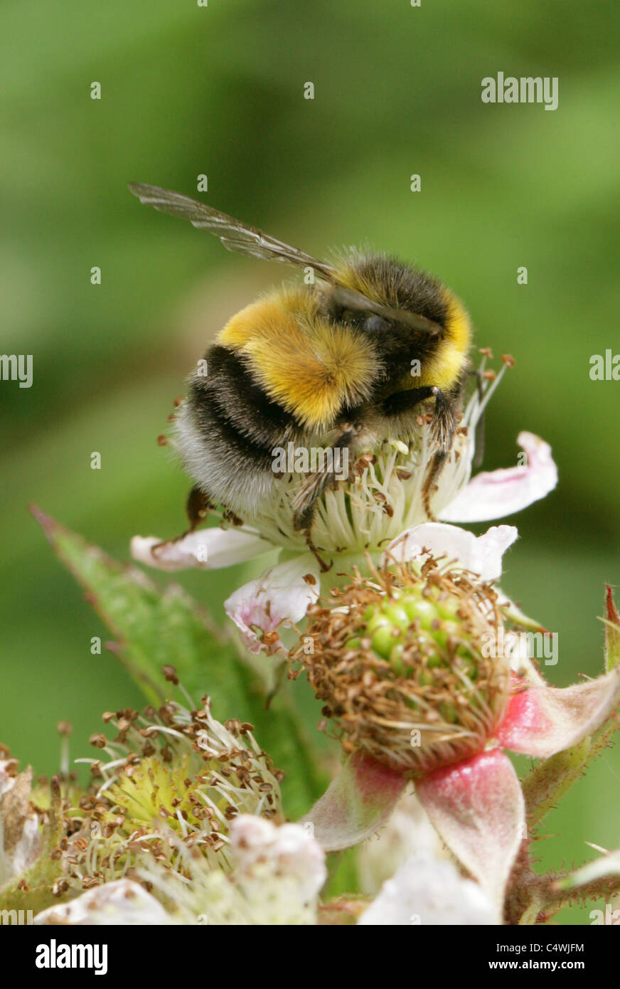 Garden Bumblebee, Bombus hortorum, Apinae, Apidae, Apoidea, Apocrita ...