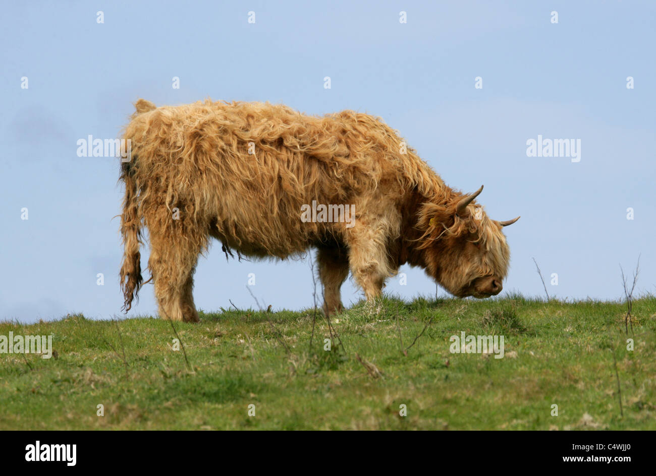 Scottish bull in field hi-res stock photography and images - Alamy