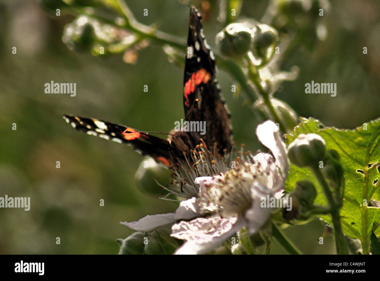 Butterfly nature norfolk hi-res stock photography and images - Alamy