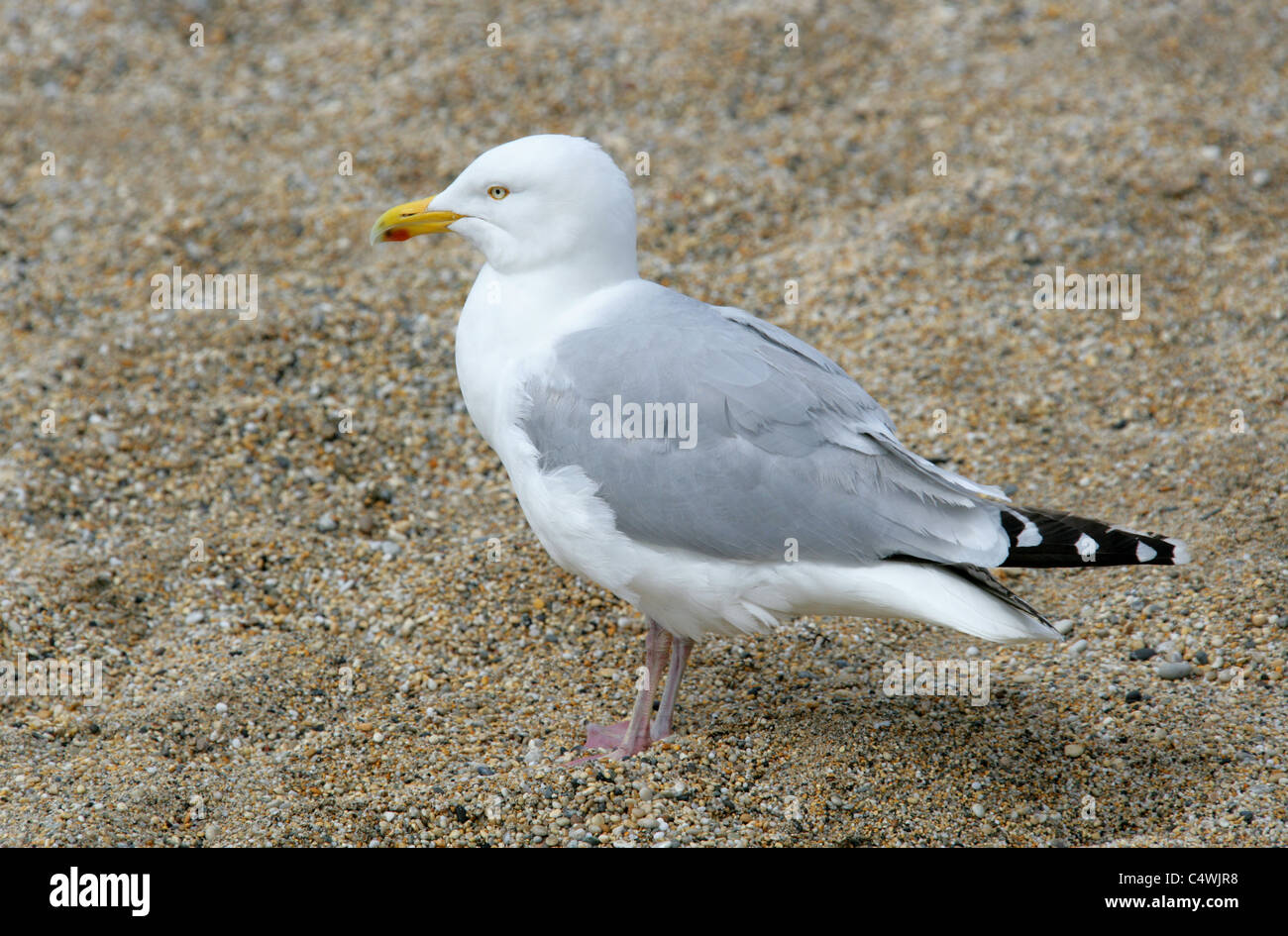 Adult Herring Gull, Larus argentatus, Laridae Stock Photo - Alamy