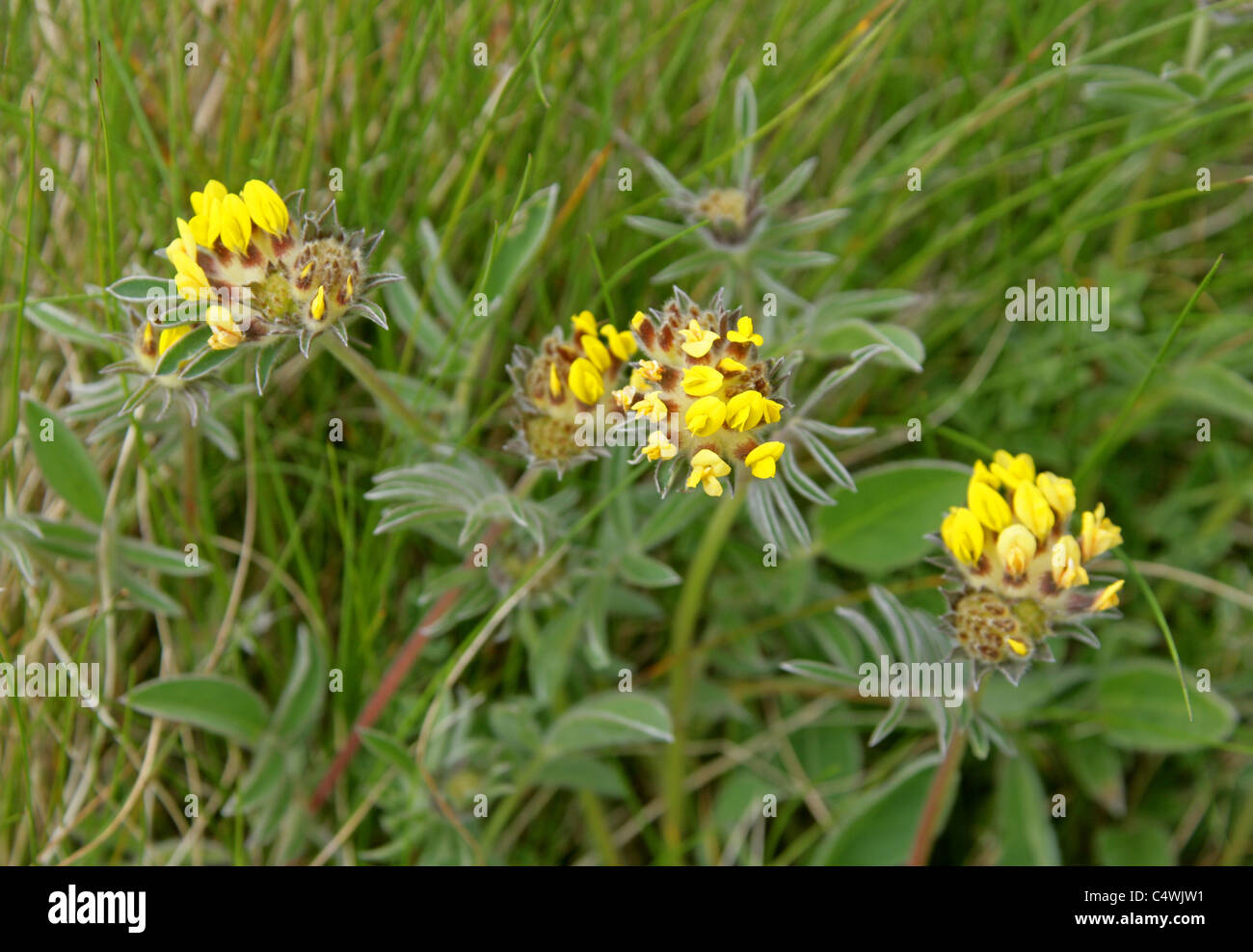 Kidney Vetch, Anthyllis vulneraria, Fabaceae. Cape Cornwall, UK Stock ...